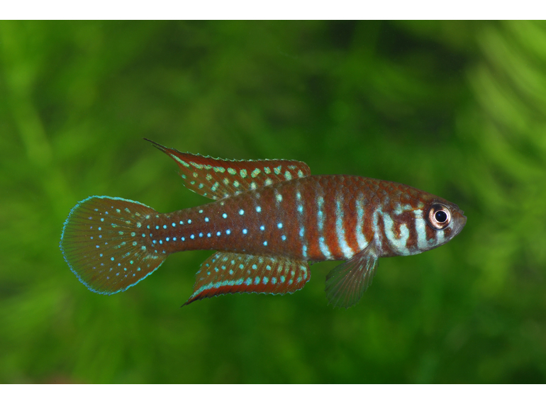 Simpsonichthys boitonei - KCF