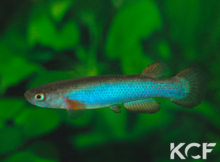 Un néophyte au pays de l aquariophilie - KCF