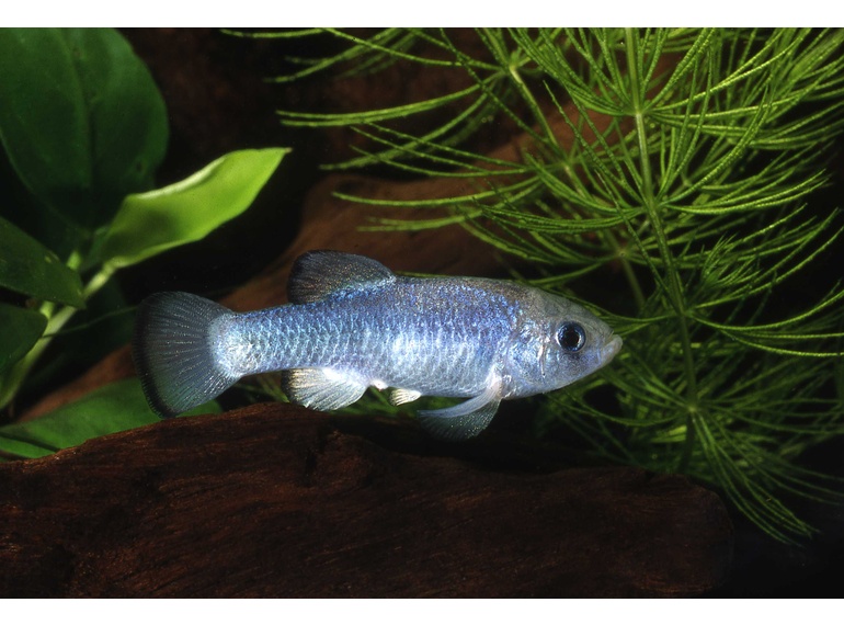 Cyprinodon alvarezi le pupfish de el potosi - KCF