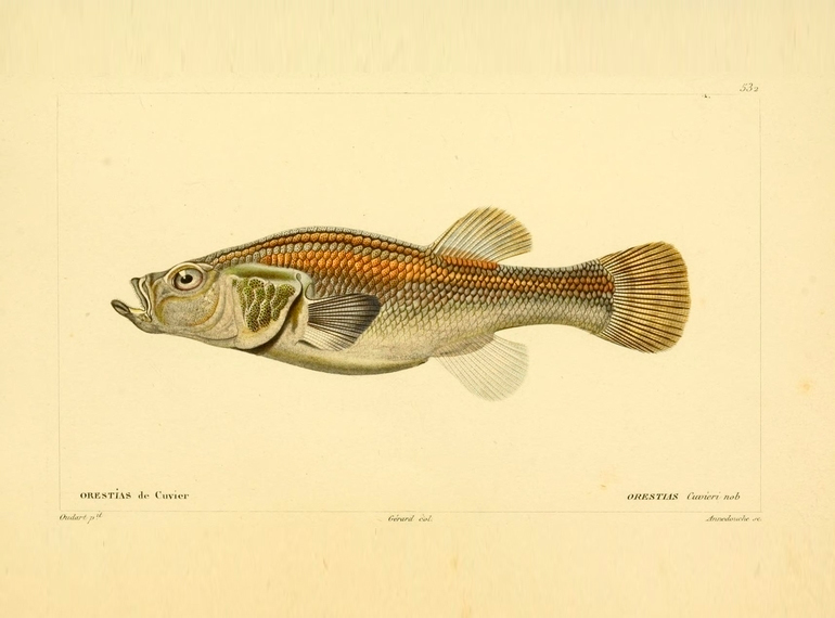 La sous-famille Orestiatinae, le genre Orestias - KCF